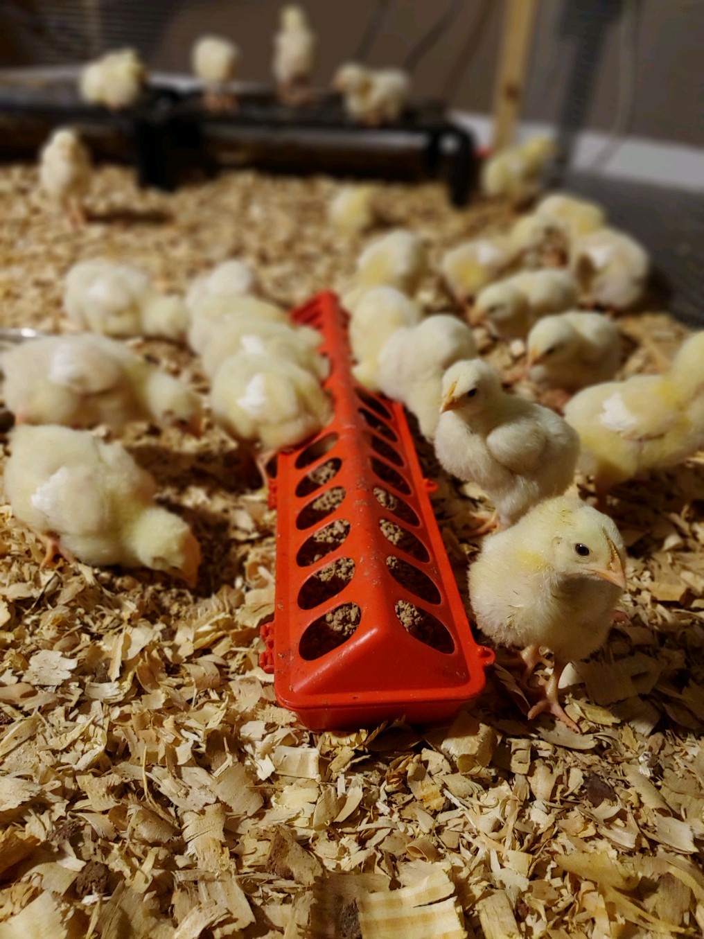 How to Make Chicken Stock from Scratch - Simply Made Homestead